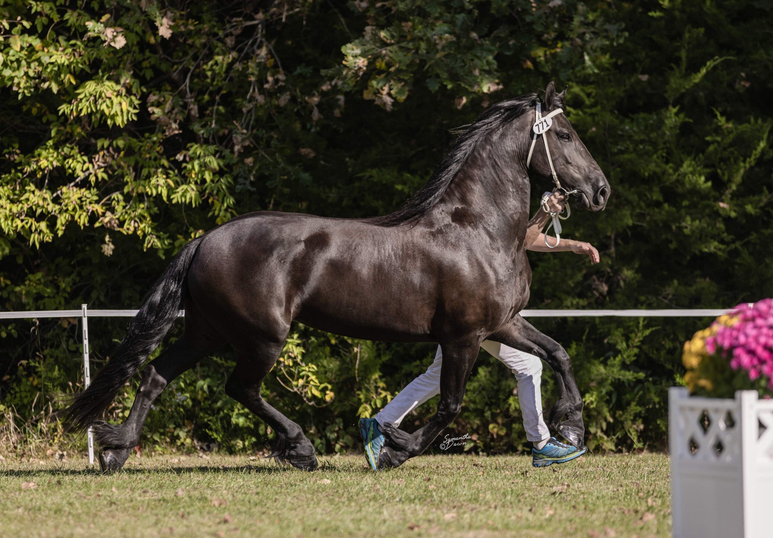 Betje van Boonstra Friesians (GiGi) - Black Gold Farm
