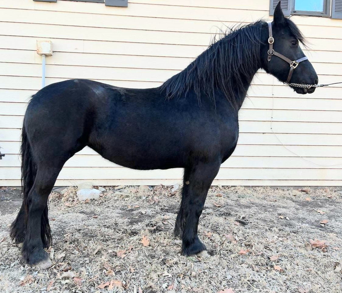 Tia Maria KCF (Tia) - Black Gold Farm