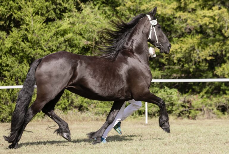 Our Mares | Producing the Highest Quality Friesians