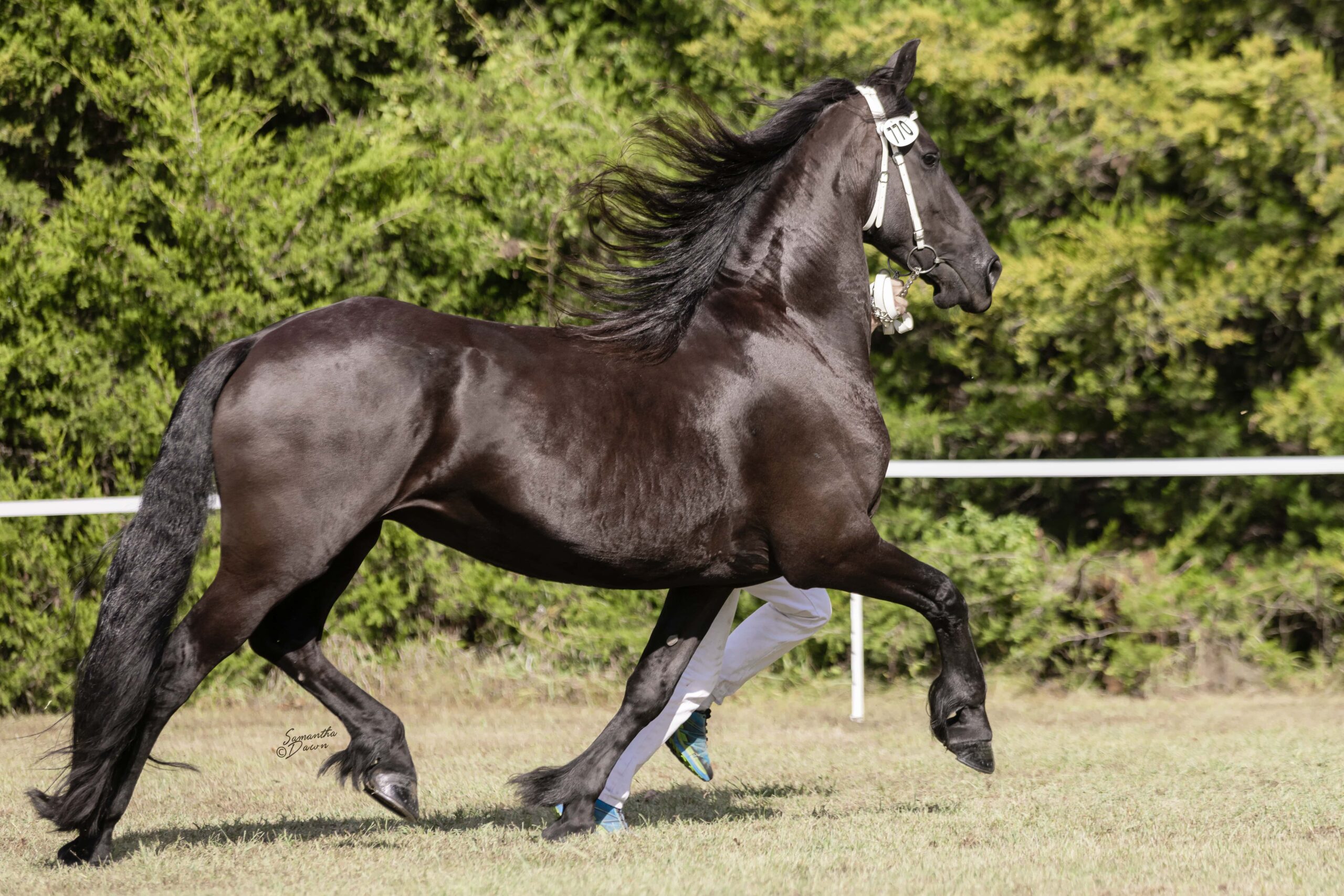 Zoey MFR (Z) - Black Gold Farm