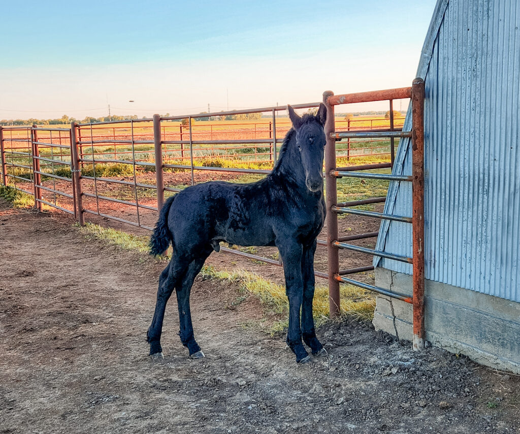 Wylster 463 Sport Elite x Adrianus TMR (Tsjalle 454) - Black Gold Farm